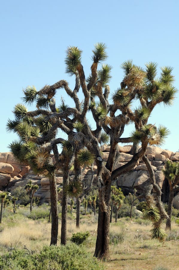 Joshua trees stock image. Image of geologic, ecosystem - 19313121