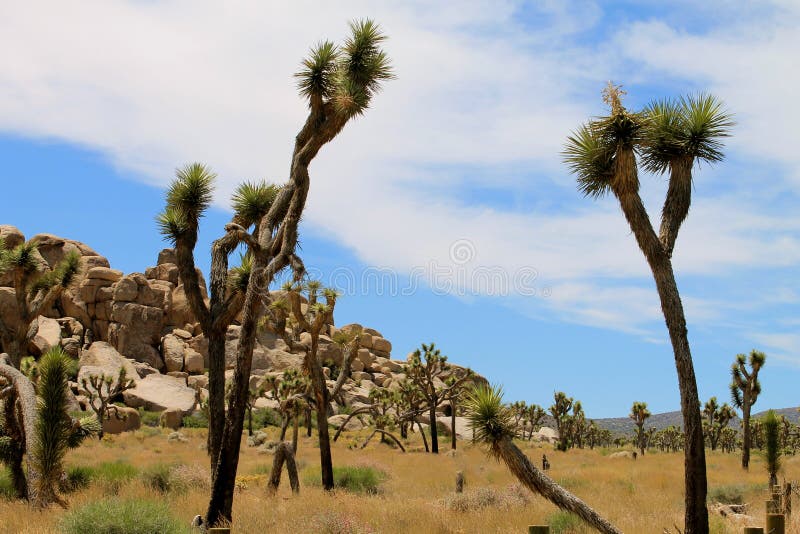 Joshua Trees Picture. Image: 20182052