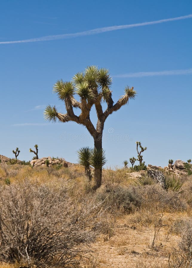 Joshua Trees stock image. Image of green, national, park - 25739607