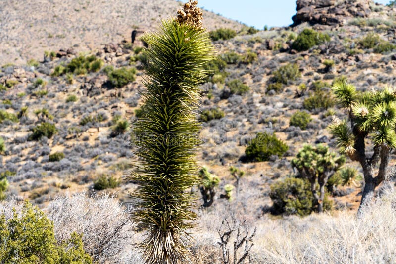 Young Joshua Tree in Desert Stock Image - Image of plant, joshua: 71385161