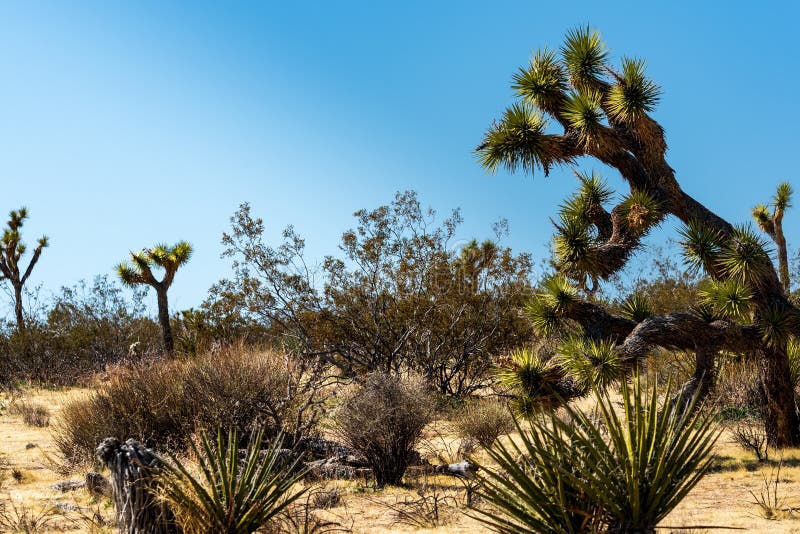 Young Joshua Trees Growing in the Desert Stock Photo - Image of plant ...