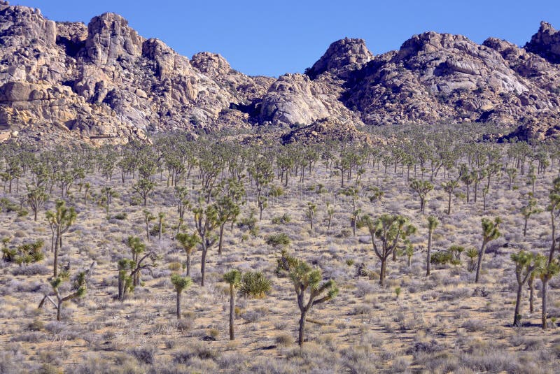 Joshua Tree Cloudscape in Southern California High Desert Near Palmdale ...