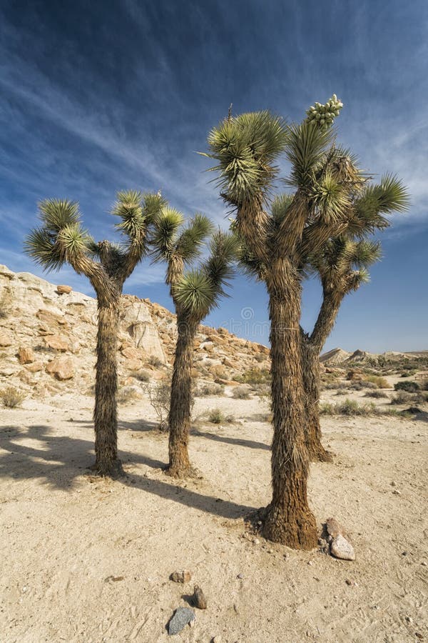 Joshua Trees in the Desert stock image. Image of scenic - 67911451