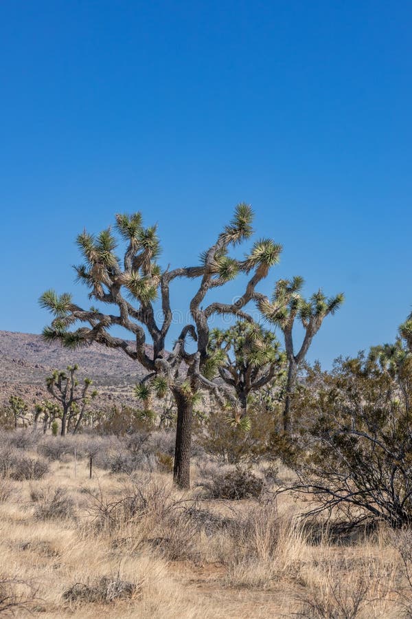 Joshua Trees in the desert stock photo. Image of tall - 275943176