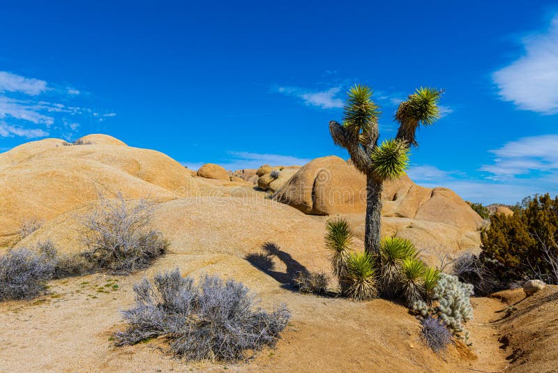 Joshua Trees and Granite Rock Formations on the Split Rock Loop Trail ...
