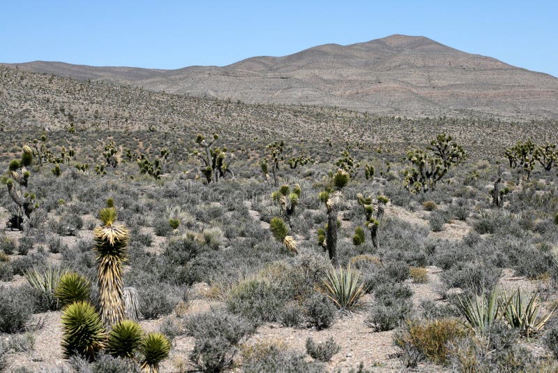 Joshua Trees in Mojave Desert Stock Photo - Image of mohave, rock: 15856024