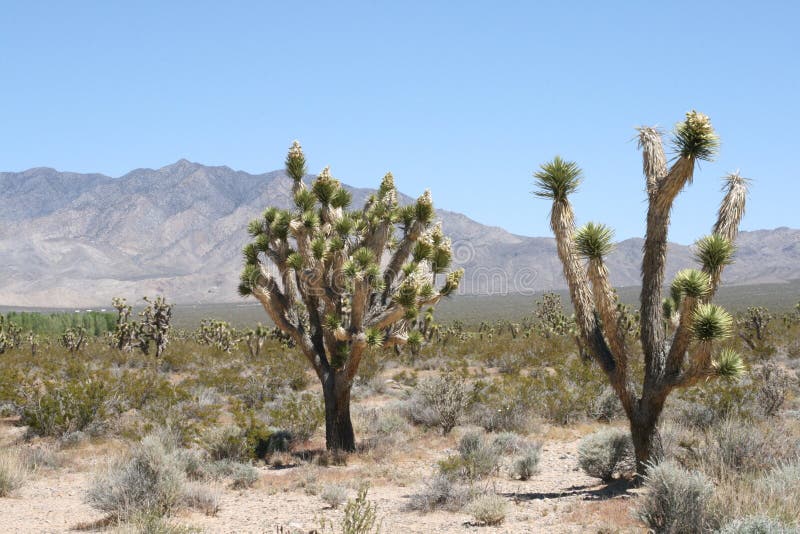 Joshua Trees In Mojave Desert Picture. Image: 8228185