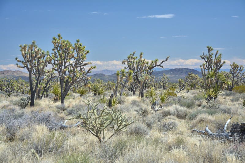 Joshua trees in Mojave stock photo. Image of mojave - 126086000