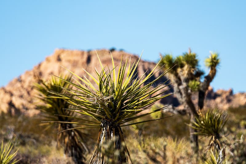 Close Up of Joshua Trees in the Desert` Stock Photo - Image of plants ...