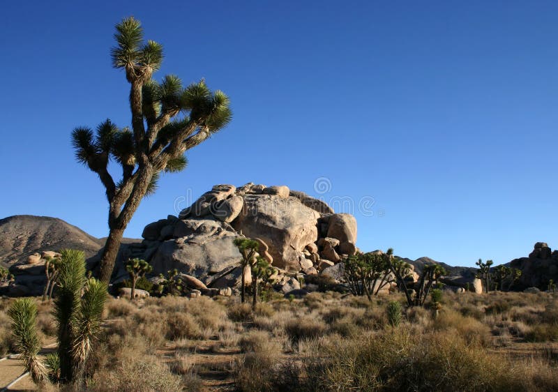 Joshua tree flora stock photo. Image of park, infloresence - 255488
