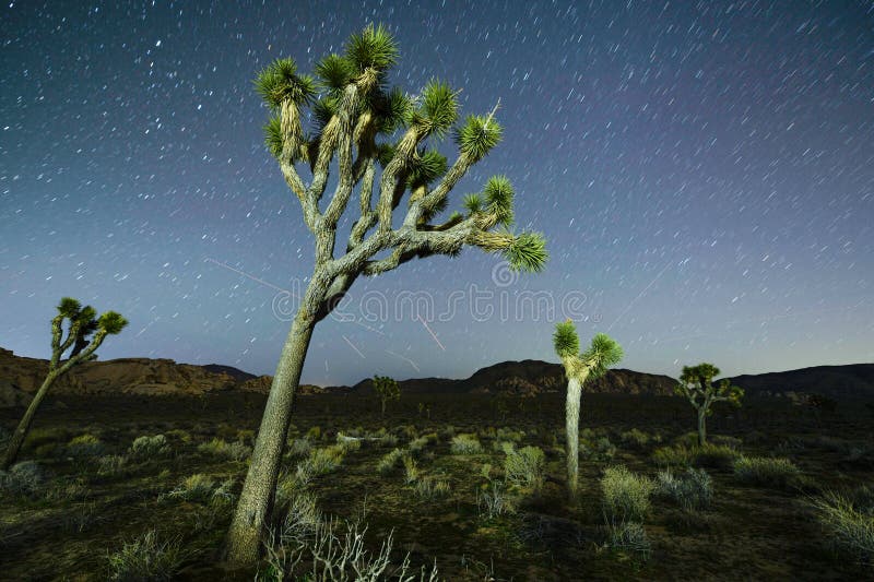 Joshua Trees in Joshua Tree National Park Stock Image - Image of flower ...