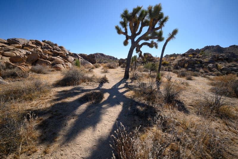 Joshua Trees of Joshua Tree National Park Stock Photo - Image of front ...