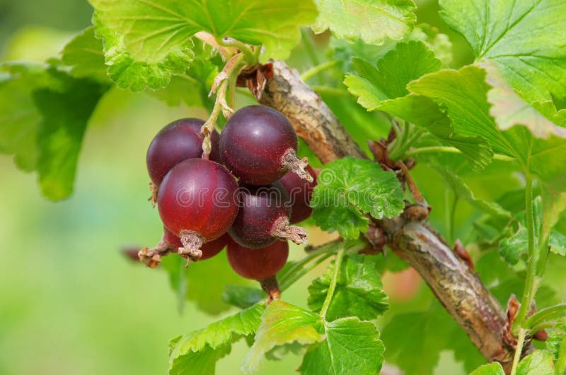 Jostaberry stock image. Image of fruit, green, fresh - 25524965