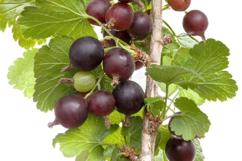 Das Jostaberry (Lat Ribes X Nidigrolaria) I Stockbild - Bild von ...