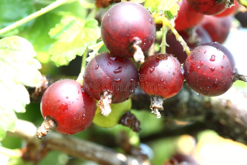 Jostaberry fruit stock photo. Image of plant, closeup - 15287368