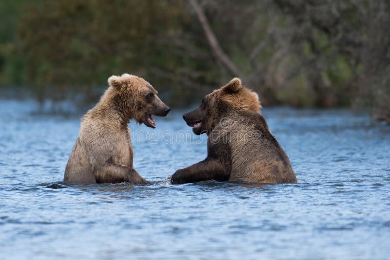 Ours Brun D'Alaska Mangeant Des Saumons Image stock - Image du saumons ...