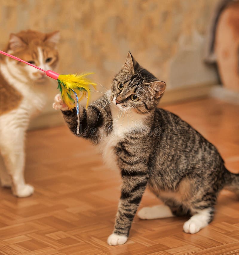 Gros jouer de chat photo stock. Image du down, cheveu - 81036488