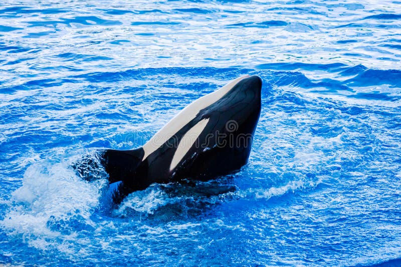 Jouer l'orque image stock. Image du danger, organisme - 44926401