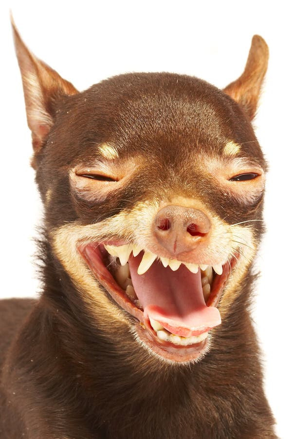 Jouet-chien terrier russe. image stock. Image du butoirs - 2208507