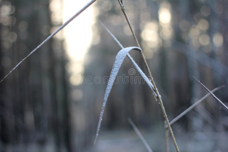 Jour d'hiver ensoleillé photo stock. Image du hiver, forêt - 47338406