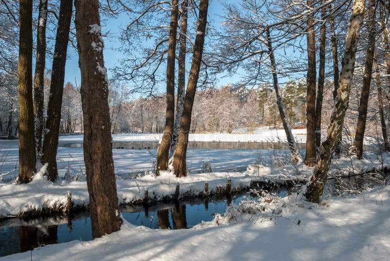 Jour d'hiver ensoleillé image stock. Image du forêt, nature - 66658293