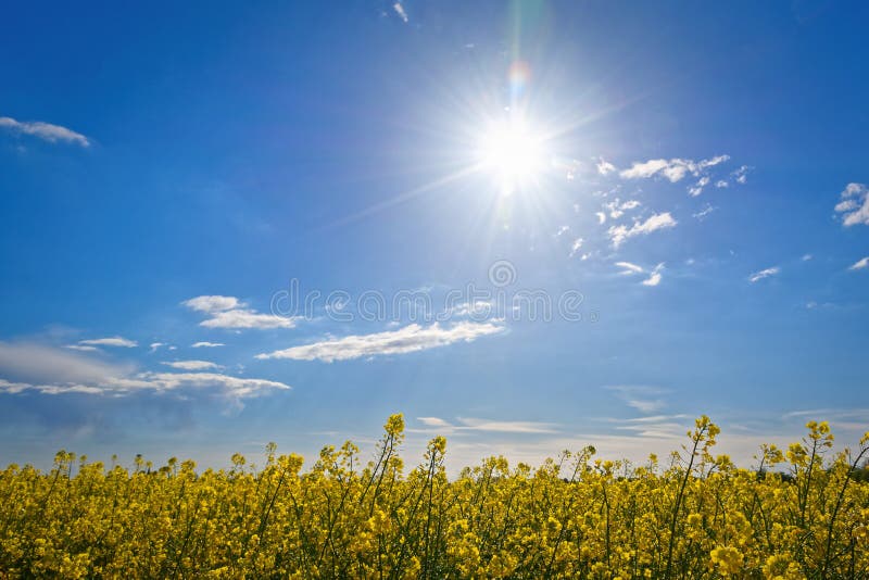 Jour ensoleillé photo stock. Image du rougeoyer, earth - 82304460