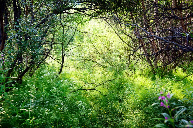 Jour Ensoleillé Dans La Forêt Image stock - Image du vert, durée: 10661271