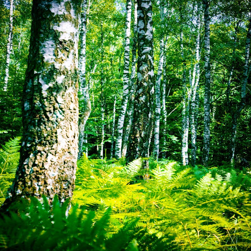 Jour Ensoleillé Dans Un Bois De Bouleau Photo stock - Image du rural ...