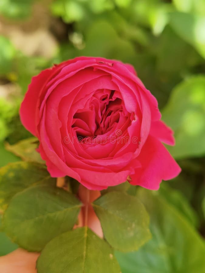 Jouri Stock Photos - Free & Royalty-Free Stock Photos from Dreamstime