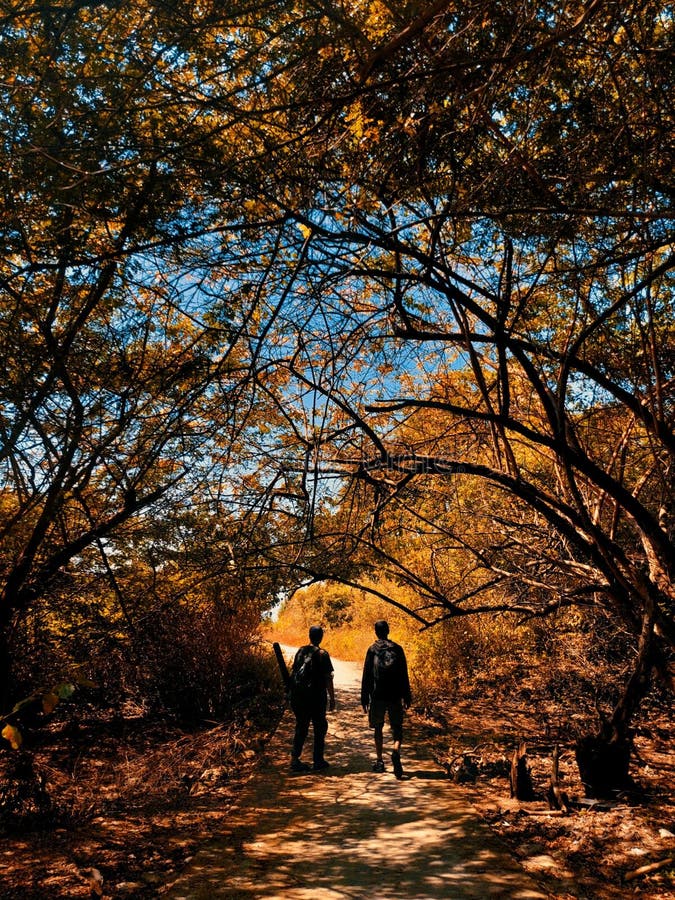 Two Men Walking between the Bushes Stock Image - Image of walking ...