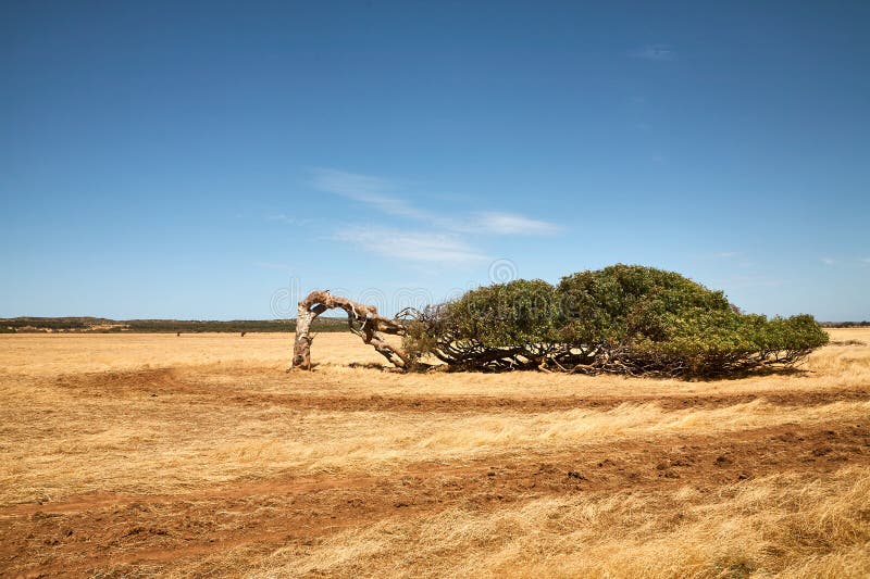 Journey through Western Australia Stock Photo - Image of prairie, grass ...