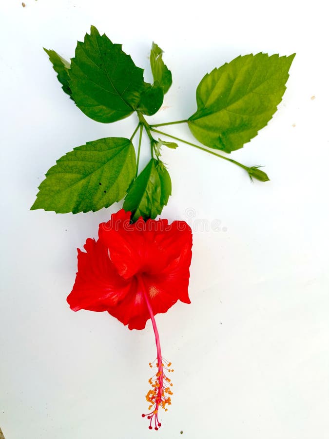 Jova Flower on White Background Stock Image - Image of blossoms ...