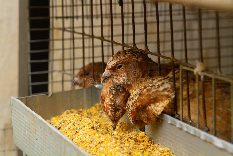 Joven Engorde De Codorniz En Jaulas En Una Granja De Codornices Imagen ...