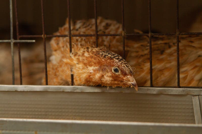 Joven Engorde De Codorniz En Jaulas En Una Granja De Codornices Foto de ...