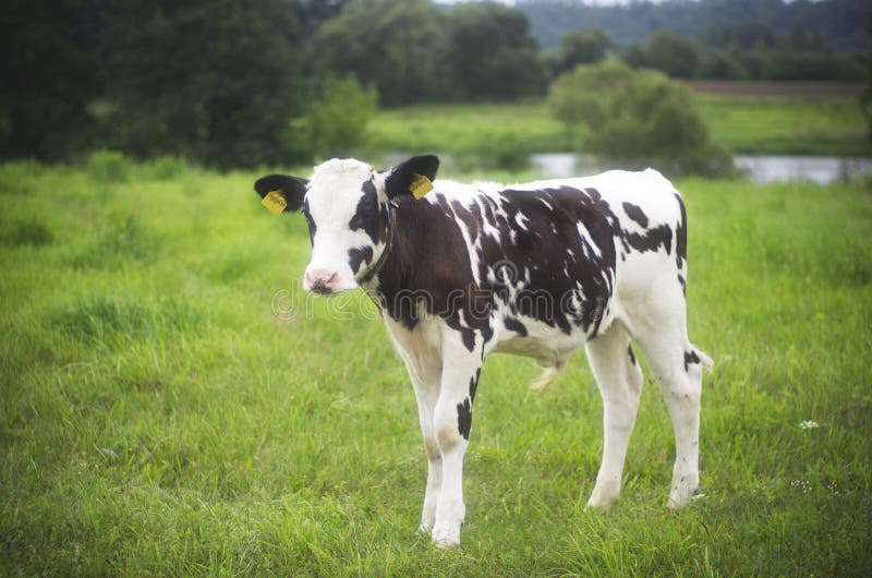 Joven lindo de la vaca imagen de archivo. Imagen de hierba - 75408315