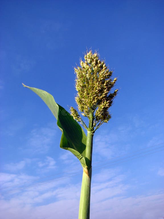 601 Sorghum Millet Jowar Stock Photos - Free & Royalty-Free Stock ...