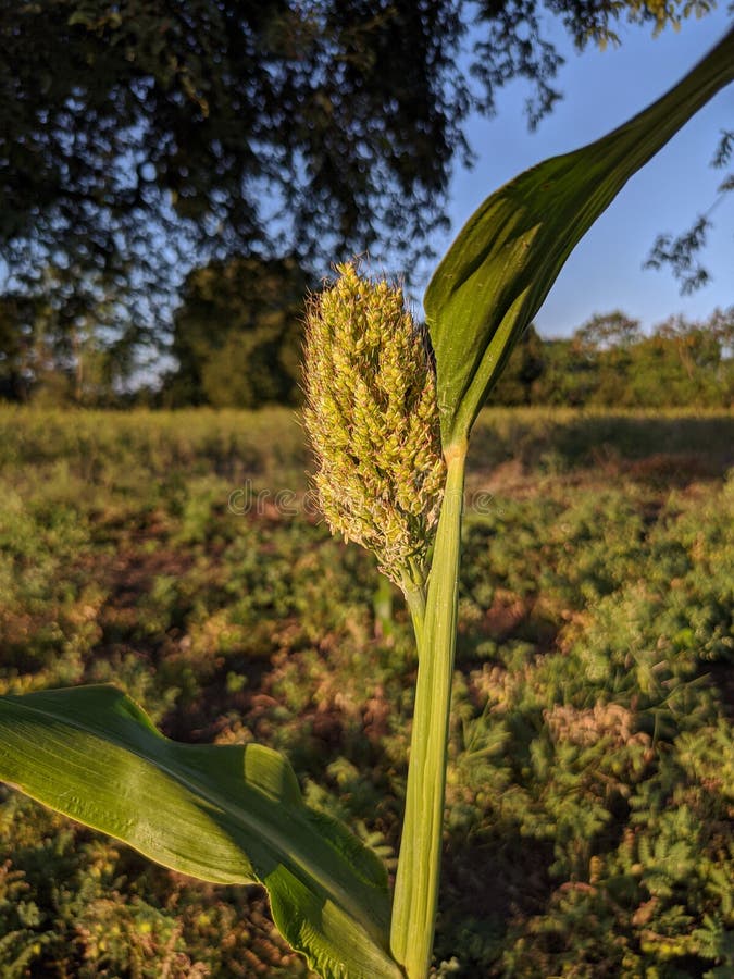 Jowar crop in the fields stock photo. Image of farm - 240202236