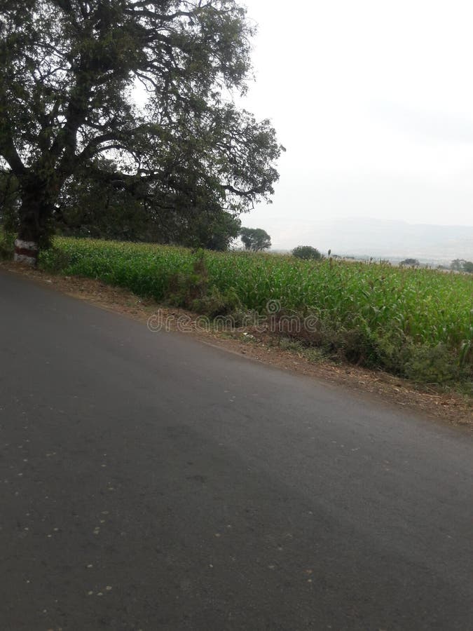 Jowar Crops View in Indian Farm Stock Photo - Image of indian, crops ...