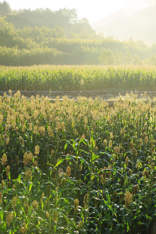 Jowar Crop Stock Images - Download 120 Royalty Free Photos