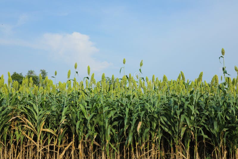 Jowar Grain or Sorghum Crop Farm Over Blue Sky Background Stock Image ...