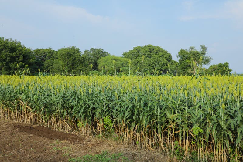 Jowar Grain or Sorghum Crop Farm Over Blue Sky Background Stock Image ...