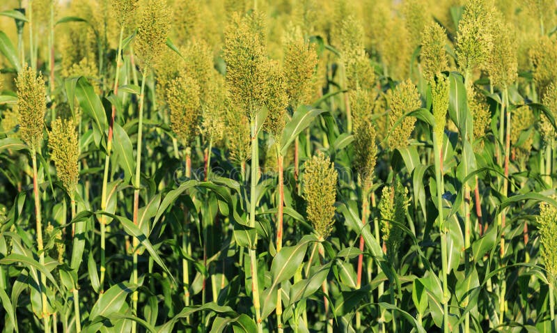 Jowar Grain Sorghum Crop Farm Under Blue Sky at Latur Maharashtra Stock ...