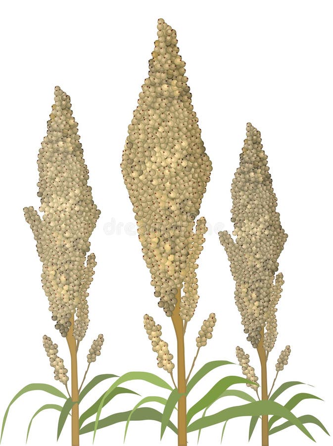 Indian Farmeing Farm Land Illustration Stock Illustrations – 1 Indian ...