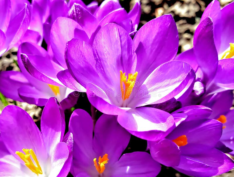 Spring begins with flowers stock image. Image of aroma - 142680267