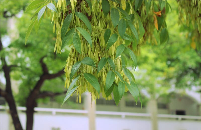Joy tree stock image. Image of jardashy, bush, lonely - 92054981