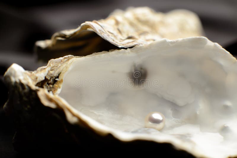 Ostra de perla foto de archivo. Imagen de flinty, vida - 19183954