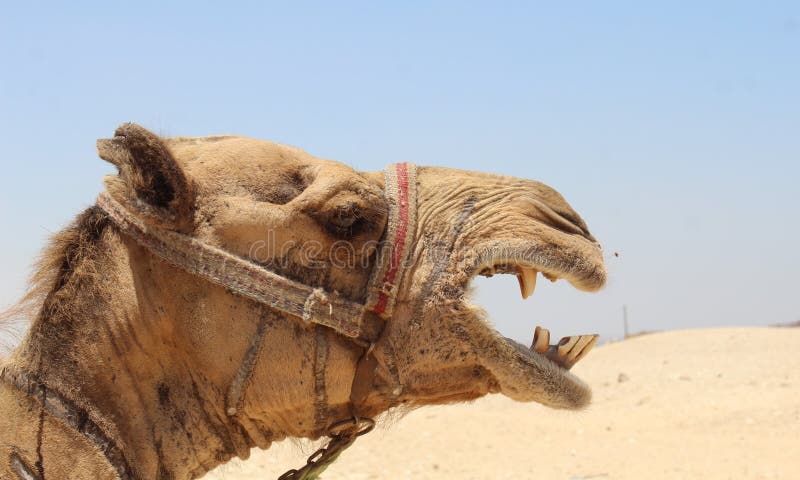Angry camel stock photo. Image of head, grass, fauna - 17184582