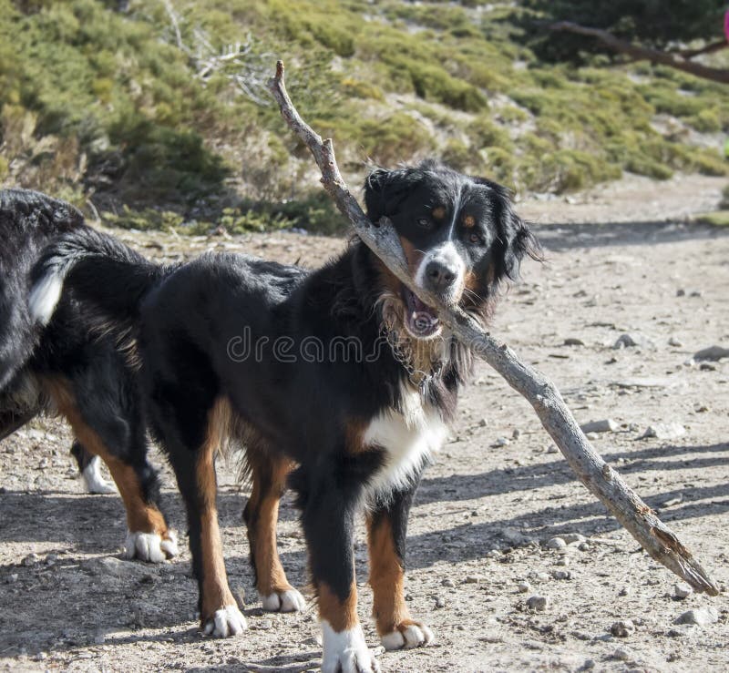 Joyful Black Dog Holding Branch at Mountain Stock Image - Image of ...