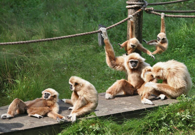 Joyful Monkey Family stock photo. Image of casual, friend - 22676712