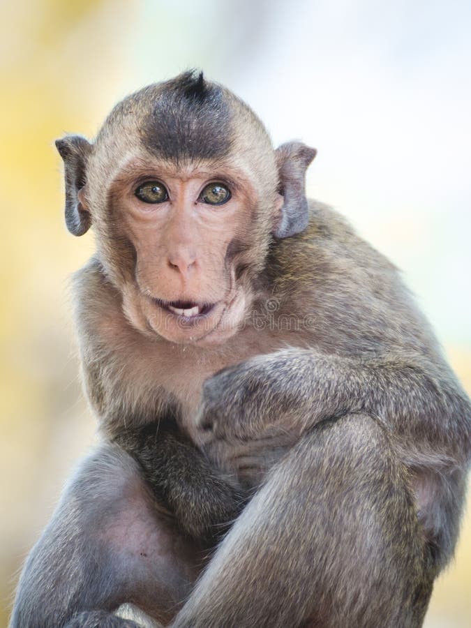 3,091 Smiling Monkey Stock Photos - Free & Royalty-Free Stock Photos ...